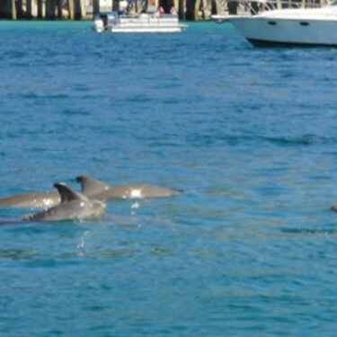 Dolphin Excursions | Sail Away Destin
